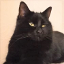 Brick-Cat - BrickLink.com