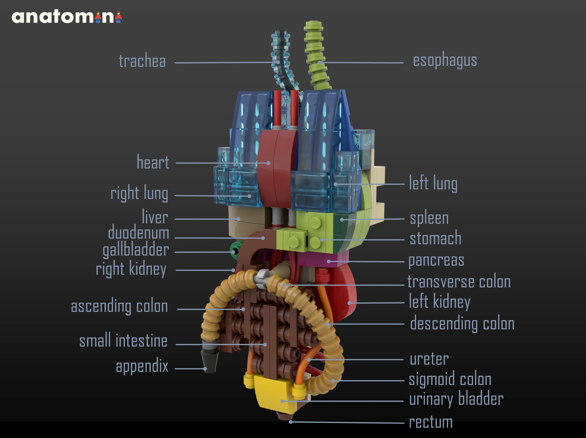 [Anatomini] [BrickLink]
